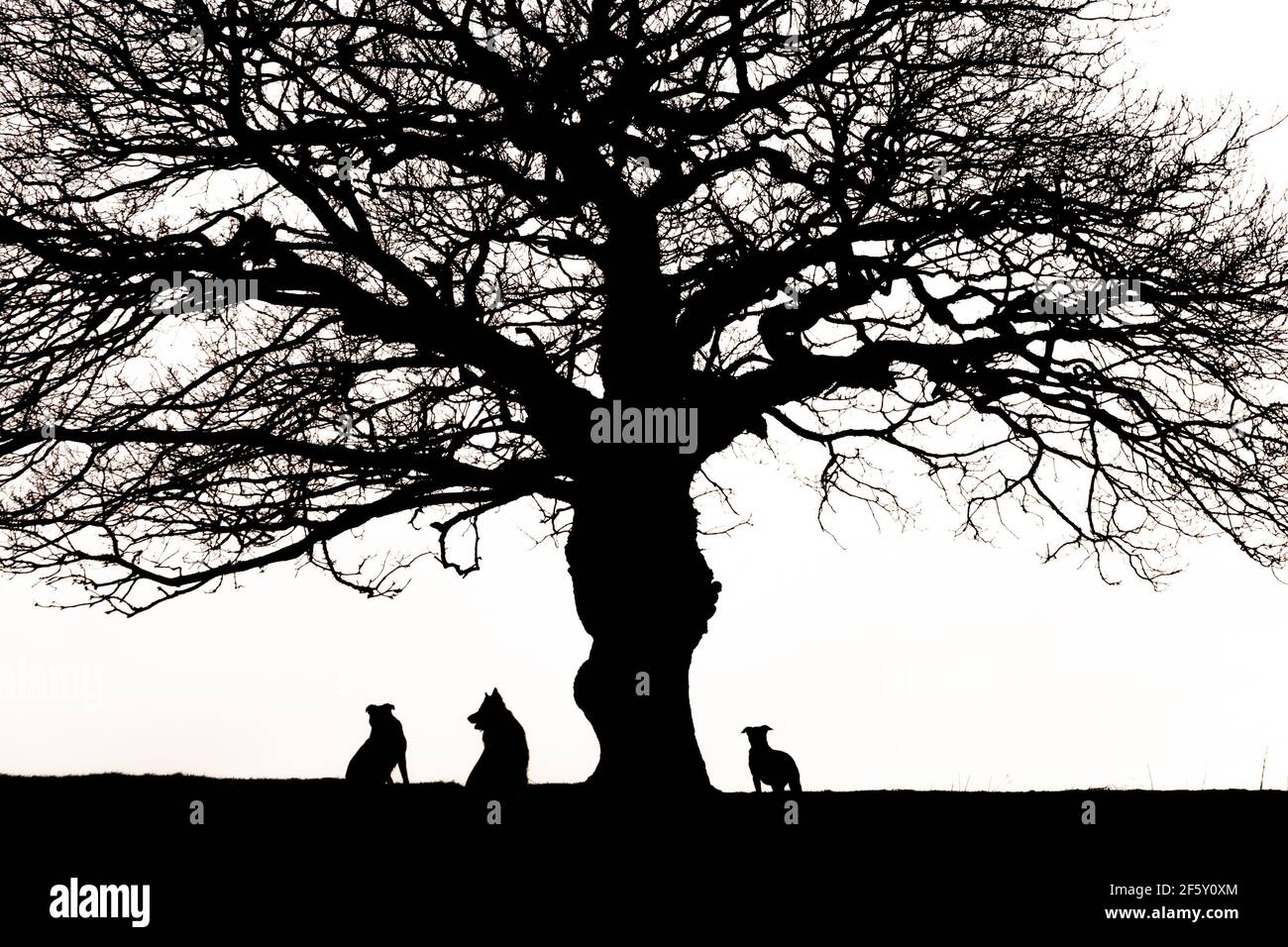 Dogs and Oak Tree silhouettes Stock Photo - Alamy