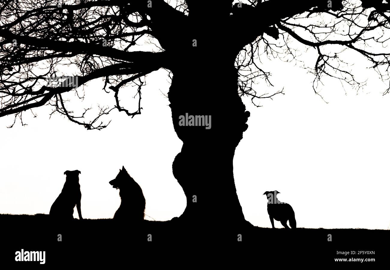 Gnarled oak tree hi-res stock photography and images - Alamy