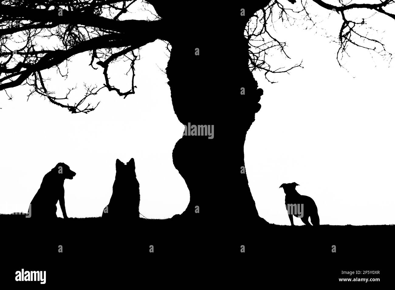 Dog under an oak tree Black and White Stock Photos & Images - Alamy