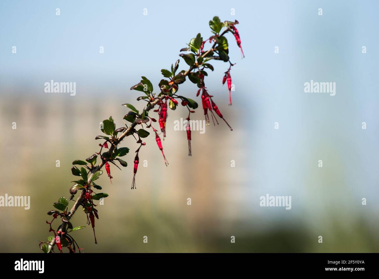 Ribes speciosum "fuchsia flowering gooseberry" spring-flowering ...