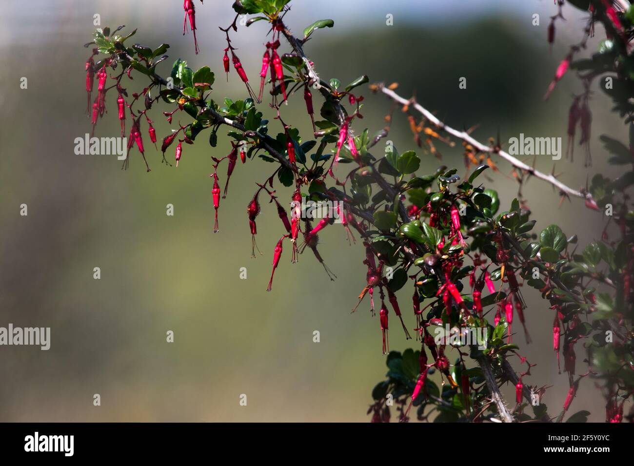 Ribes speciosum "fuchsia flowering gooseberry" spring-flowering ...