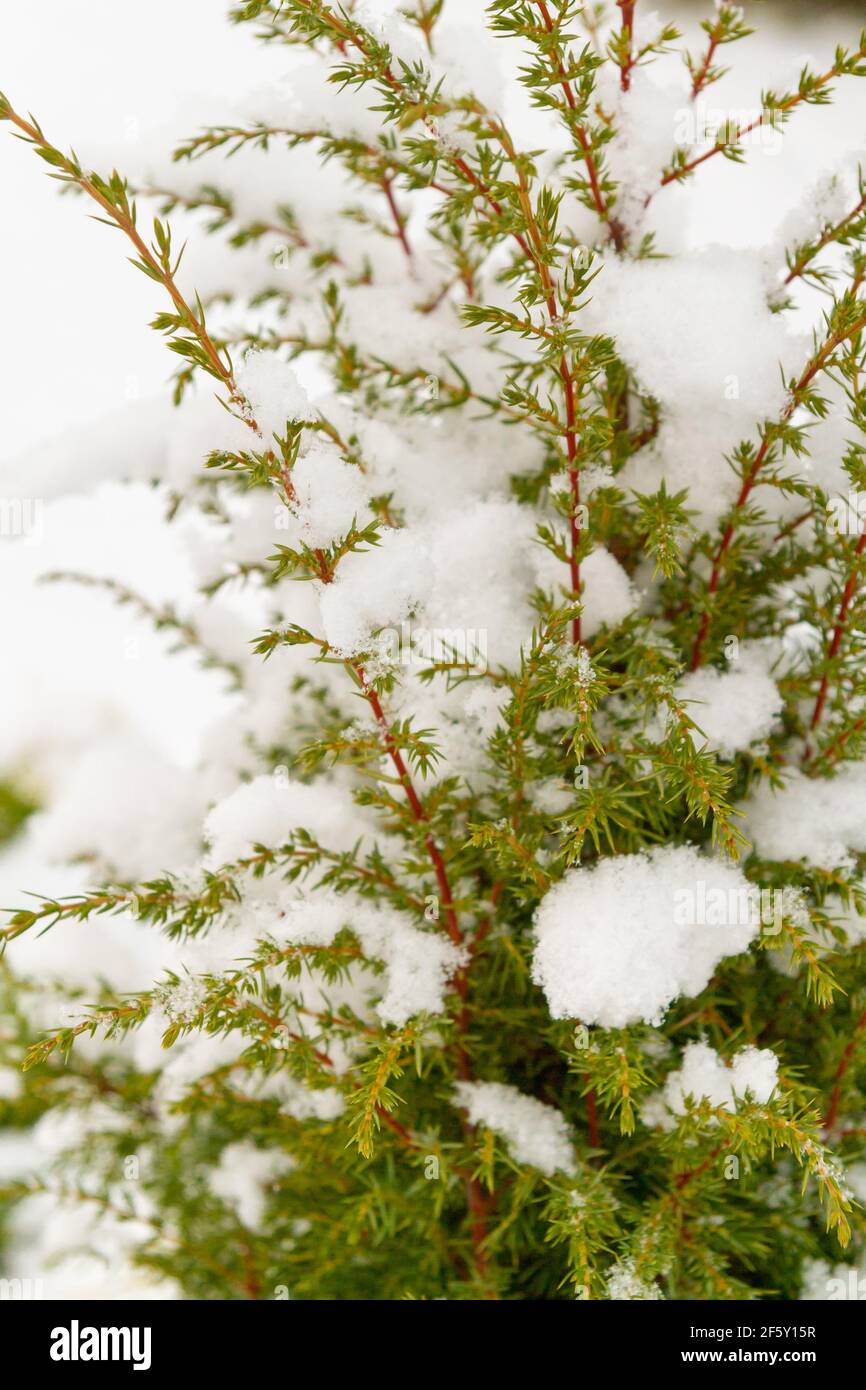 Thuja in snow yard hi-res stock photography and images - Alamy