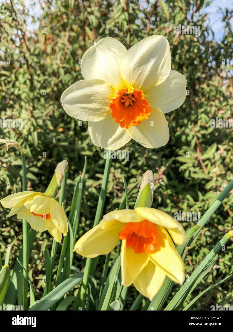 Lent lily (Narcissus pseudonarcissus) is a perennial flowering plant ...