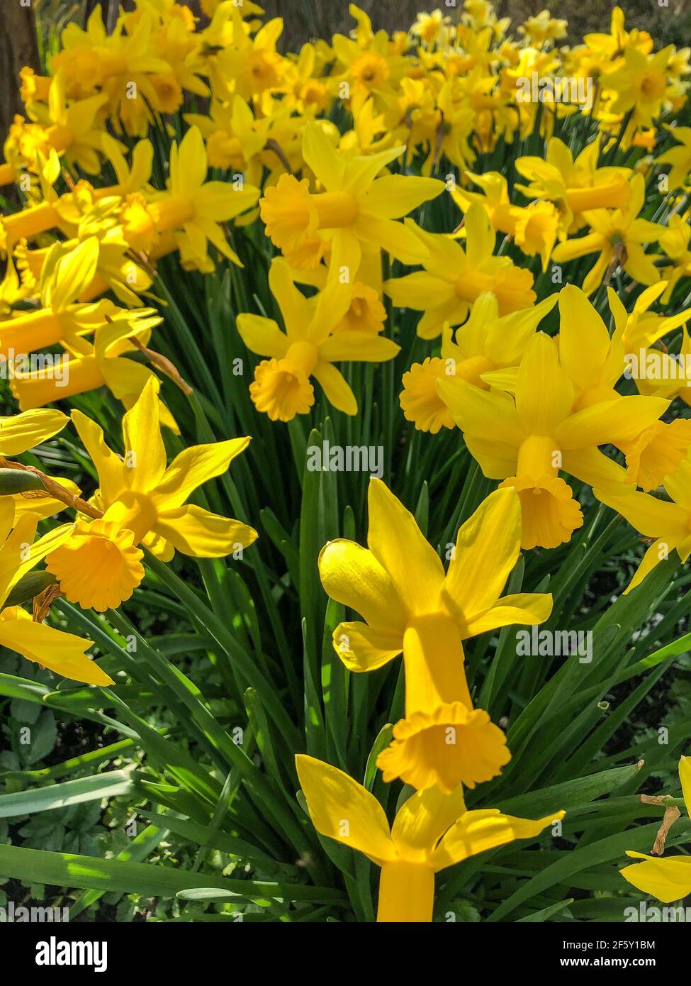 Lent lily (Narcissus pseudonarcissus) is a perennial flowering plant ...