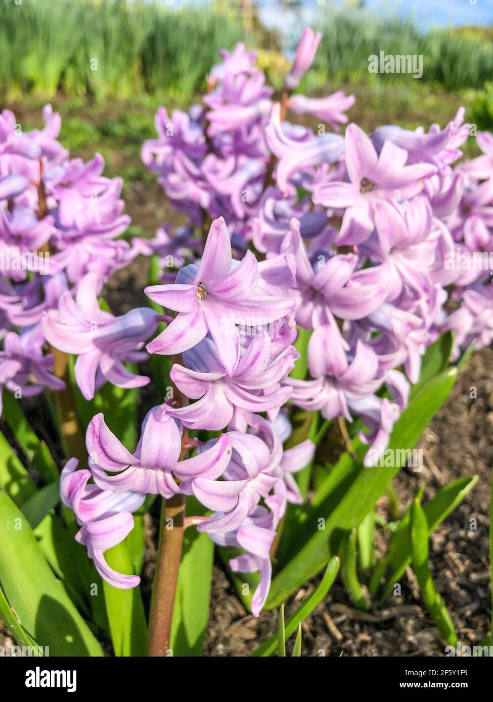 Hyacinthus Orientalis Plant