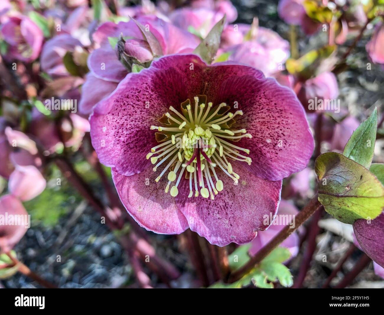 Lenten rose (Helleborus orientalis) is a perennial flowering plant and ...