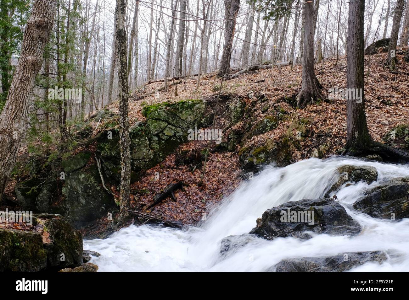 A small waterfall, swollen by snow melt, in a damp Quebec forest in ...