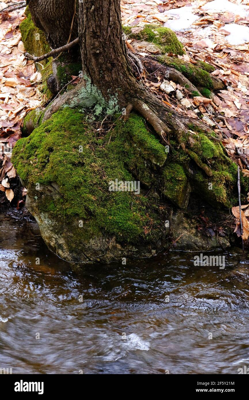 Tree growing around rock hi-res stock photography and images - Alamy
