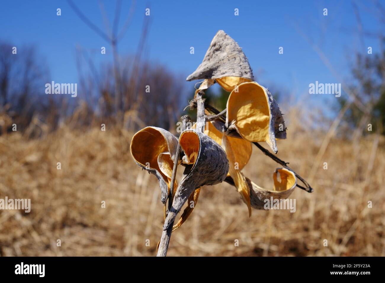 Empty seed pod hi-res stock photography and images - Alamy