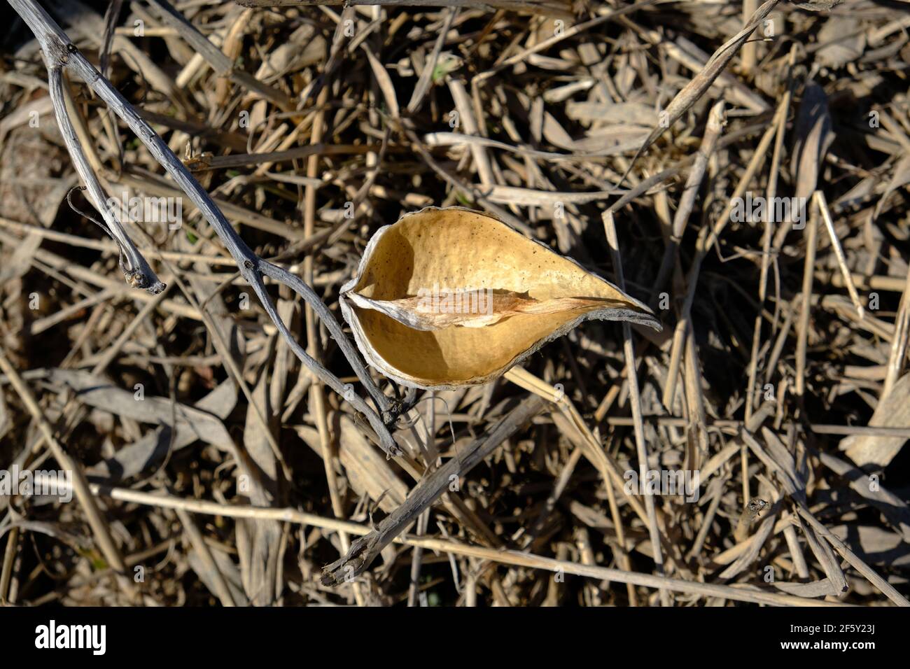 Empty seed pod hi-res stock photography and images - Alamy