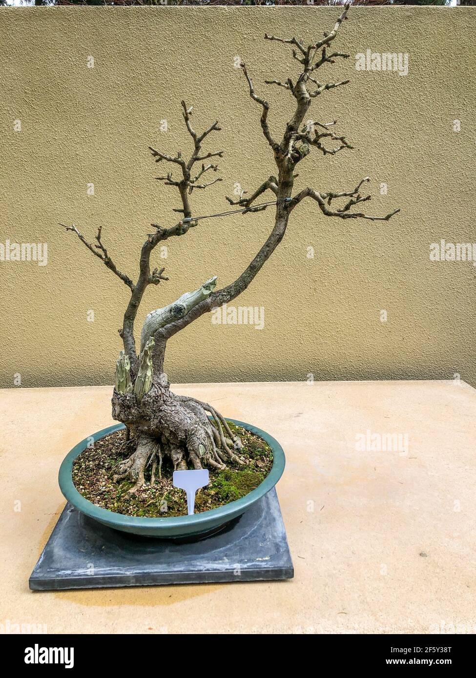 Maidenhair tree (Ginkgo biloba) is the only living species in the ...