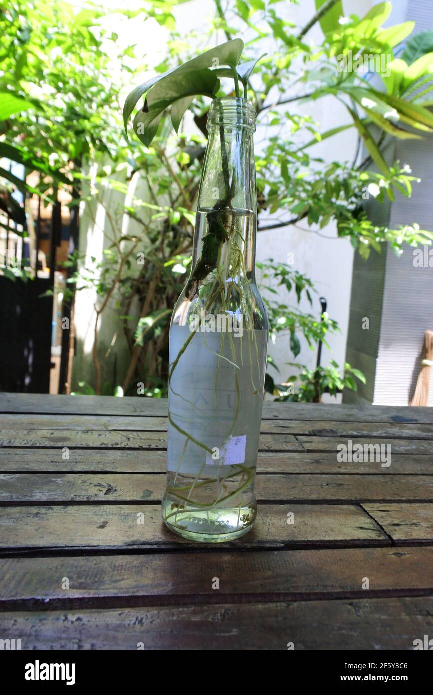 A houseplant with healthy roots growing in a glass bottle placed on a ...
