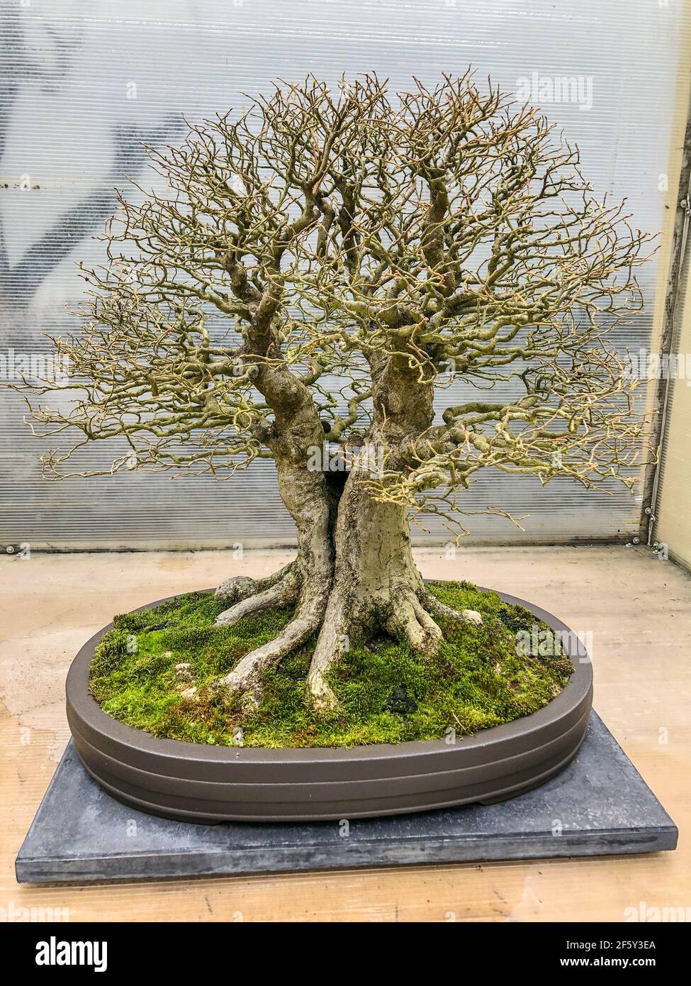 Cannabaceae hemp family hi-res stock photography and images - Alamy