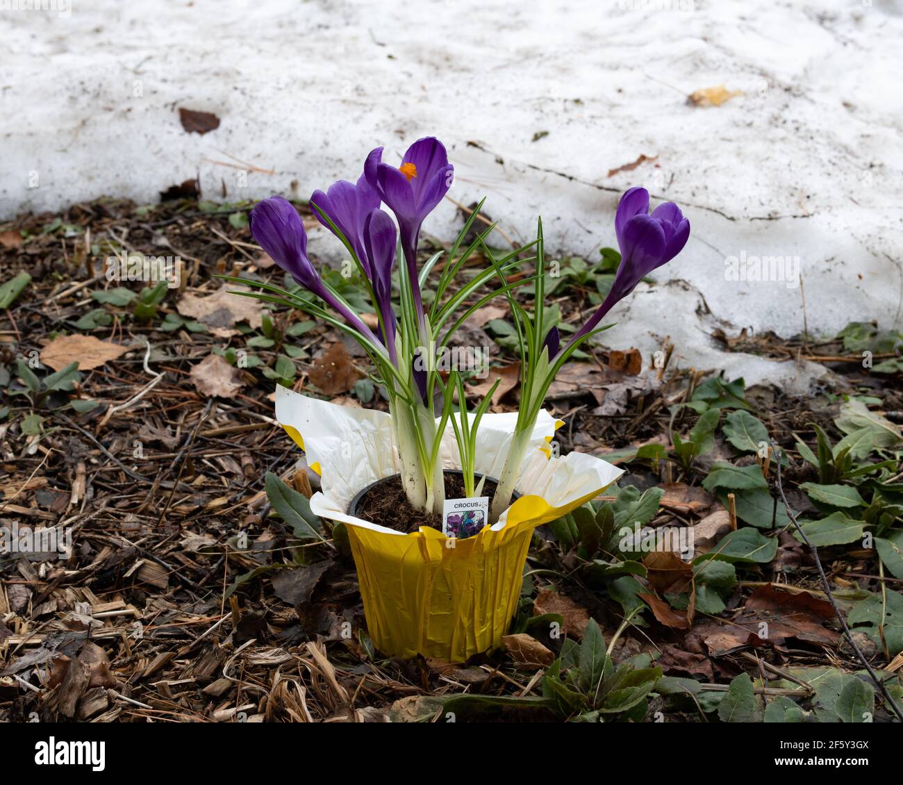 Spring flowers in snow hi-res stock photography and images - Alamy