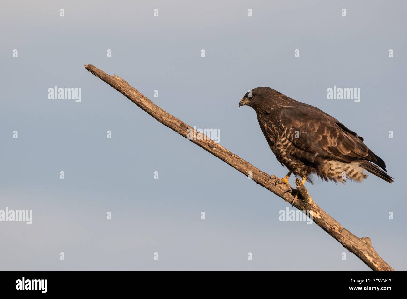 common buzzard eating alone on a tree Stock Photo - Alamy