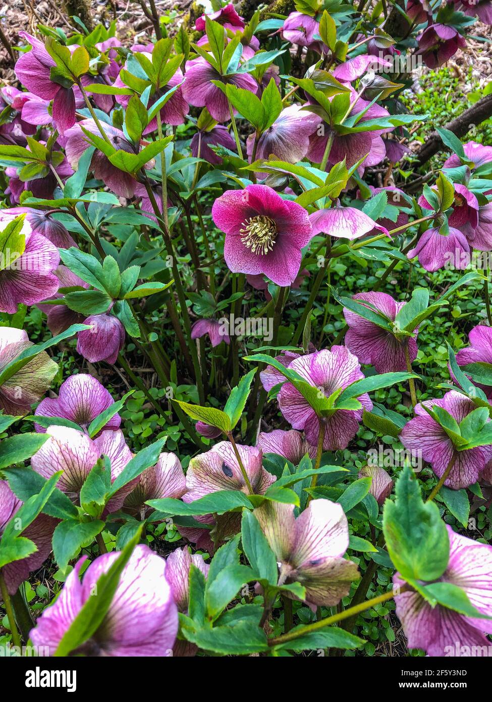 Lenten rose (Helleborus orientalis) is a perennial flowering plant and ...