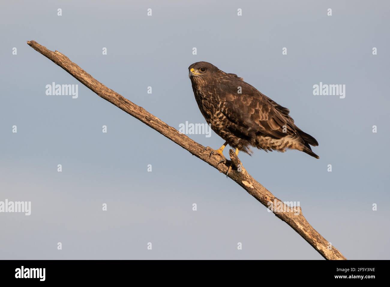 Buzzard in dead tree hi-res stock photography and images - Alamy