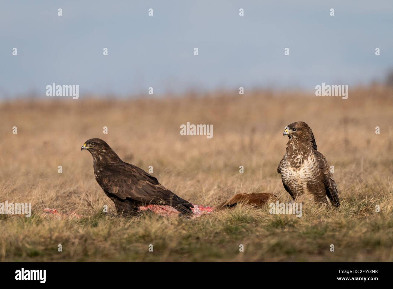 two common buzzards on a meadow Stock Photo - Alamy