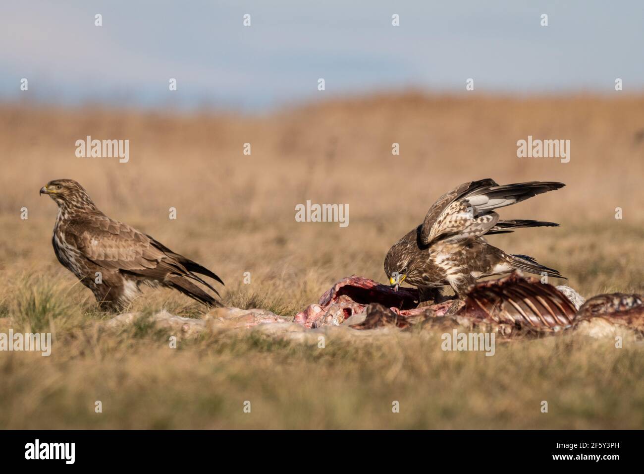 Buzzard on roof hi-res stock photography and images - Alamy
