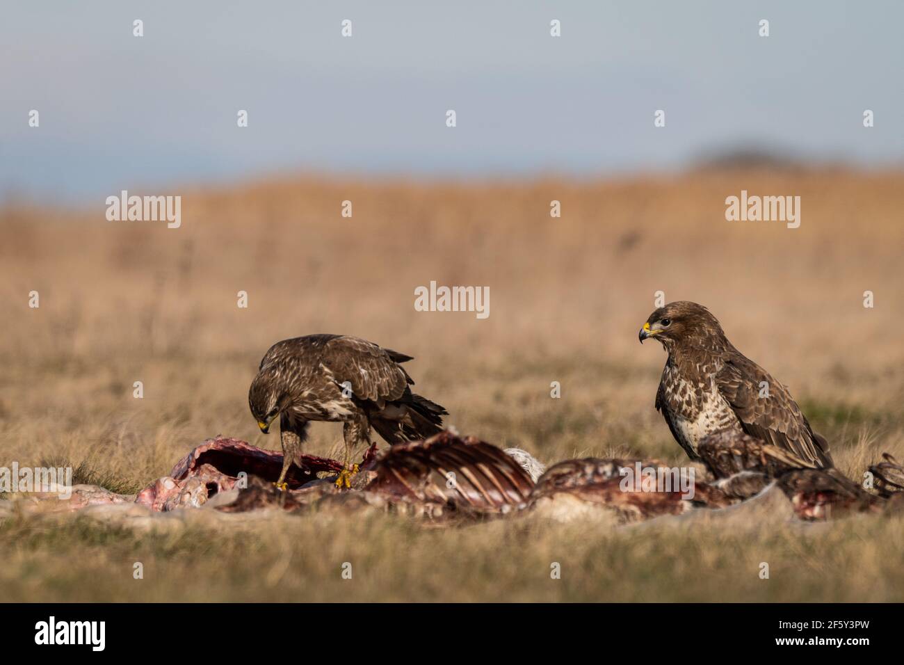 common buzzard eating alone on grass Stock Photo - Alamy