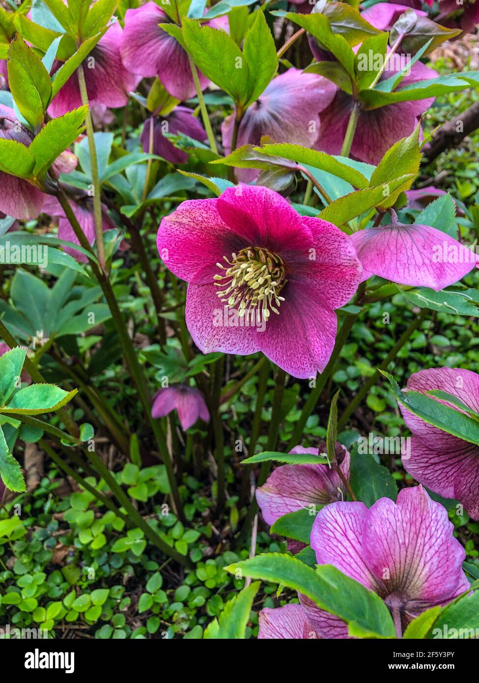 Lenten rose (Helleborus orientalis) is a perennial flowering plant and ...