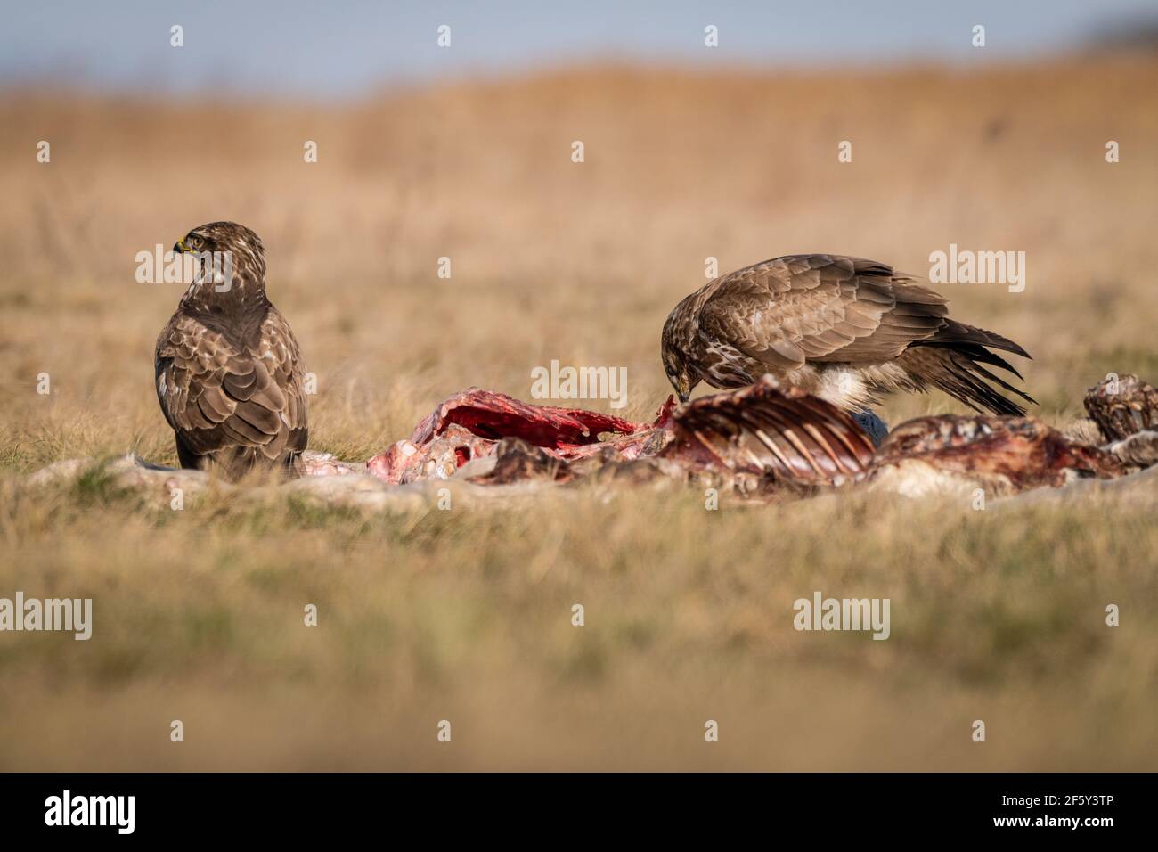 Buzzard on roof hi-res stock photography and images - Alamy