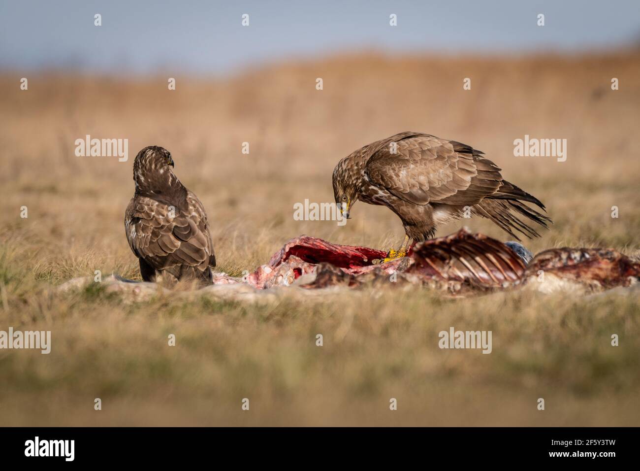 common buzzard eating meat on a meadow Stock Photo - Alamy