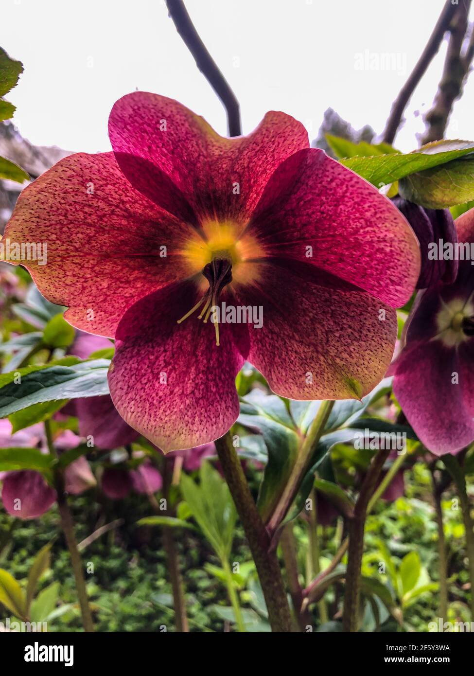 Lenten rose (Helleborus orientalis) is a perennial flowering plant and ...