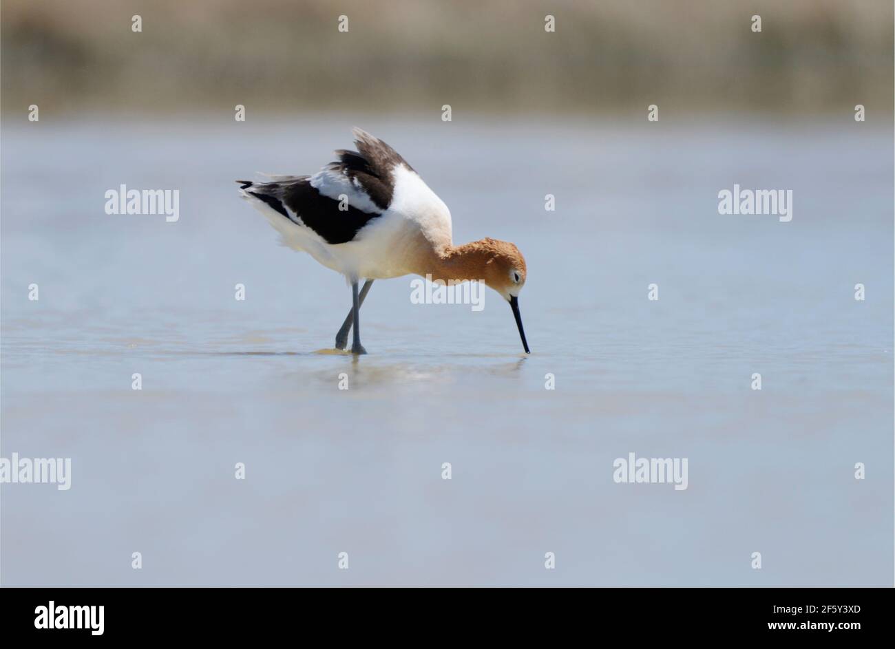 Lee kay ponds hi-res stock photography and images - Alamy