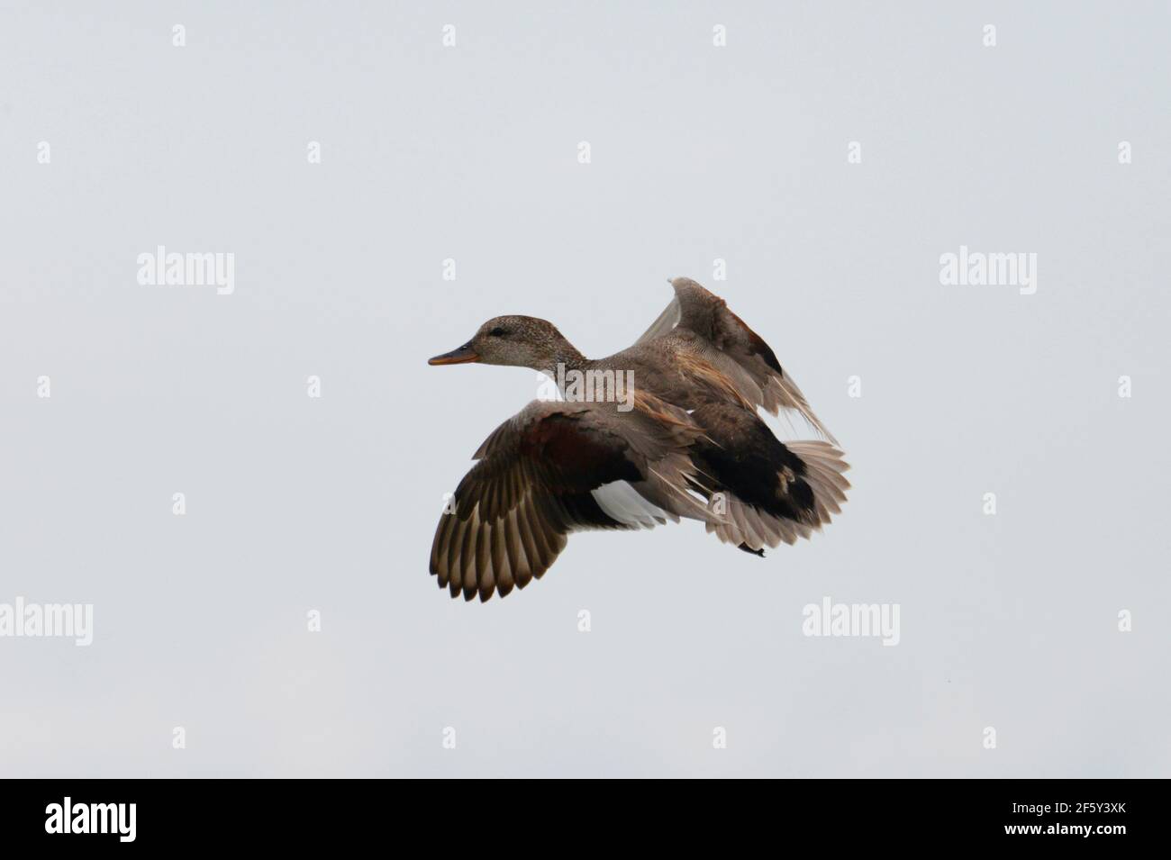 Gadwall drake feather details revealed while in flight Stock Photo - Alamy