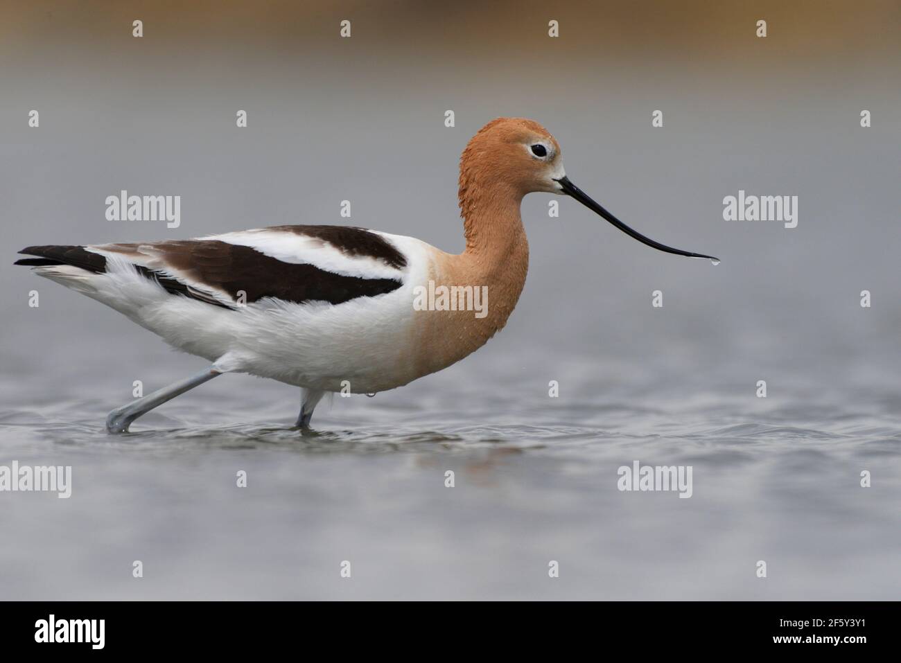 Upcurved beak hi-res stock photography and images - Alamy