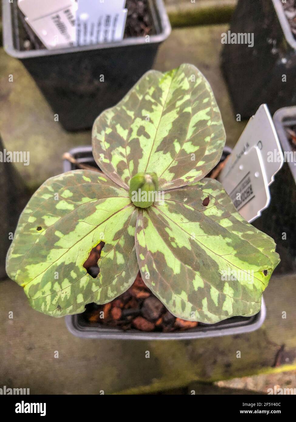 Toadshade (Trillium sessile) is a perennial spring wildflower native to ...