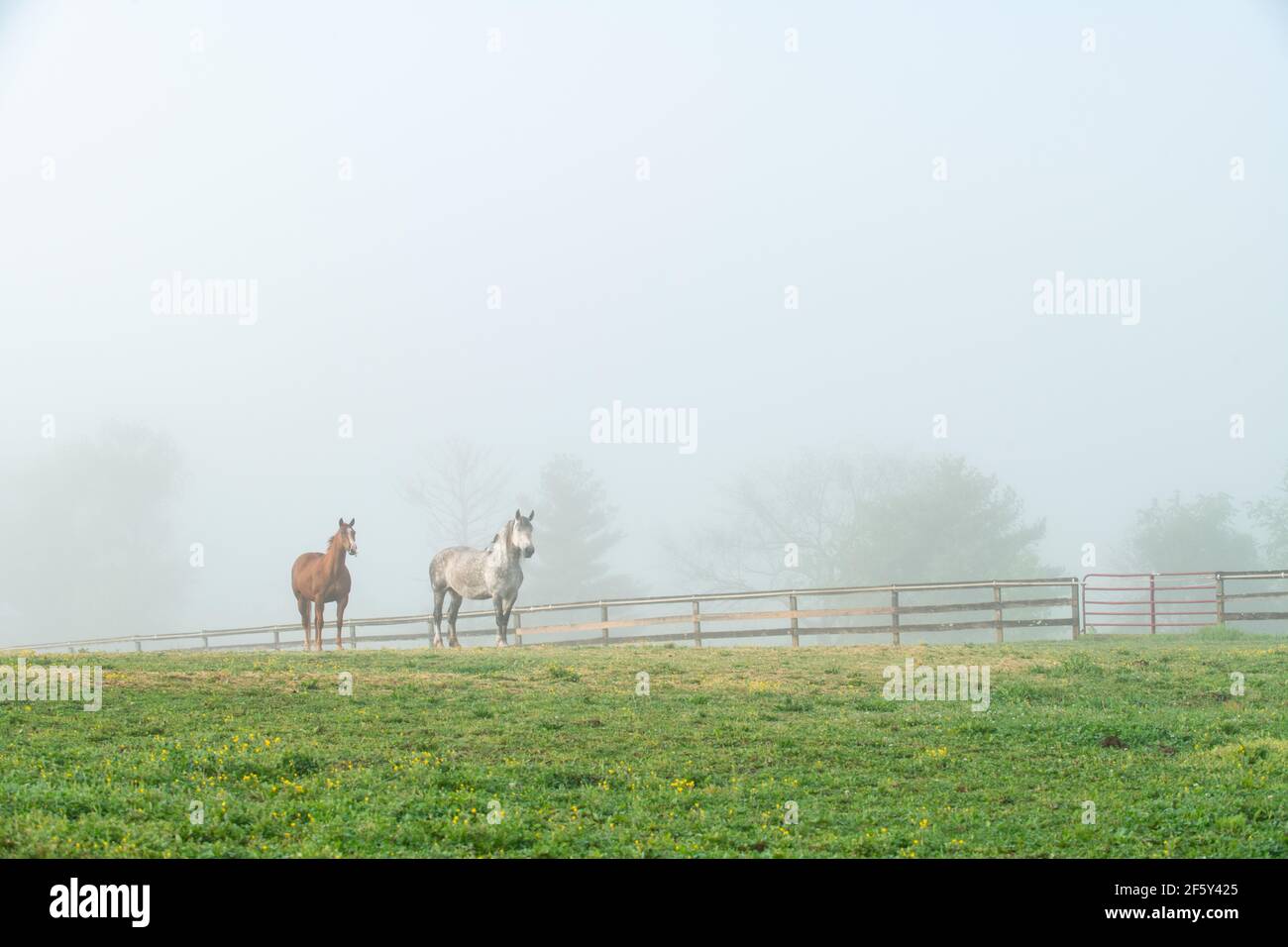 Foggy Ranch