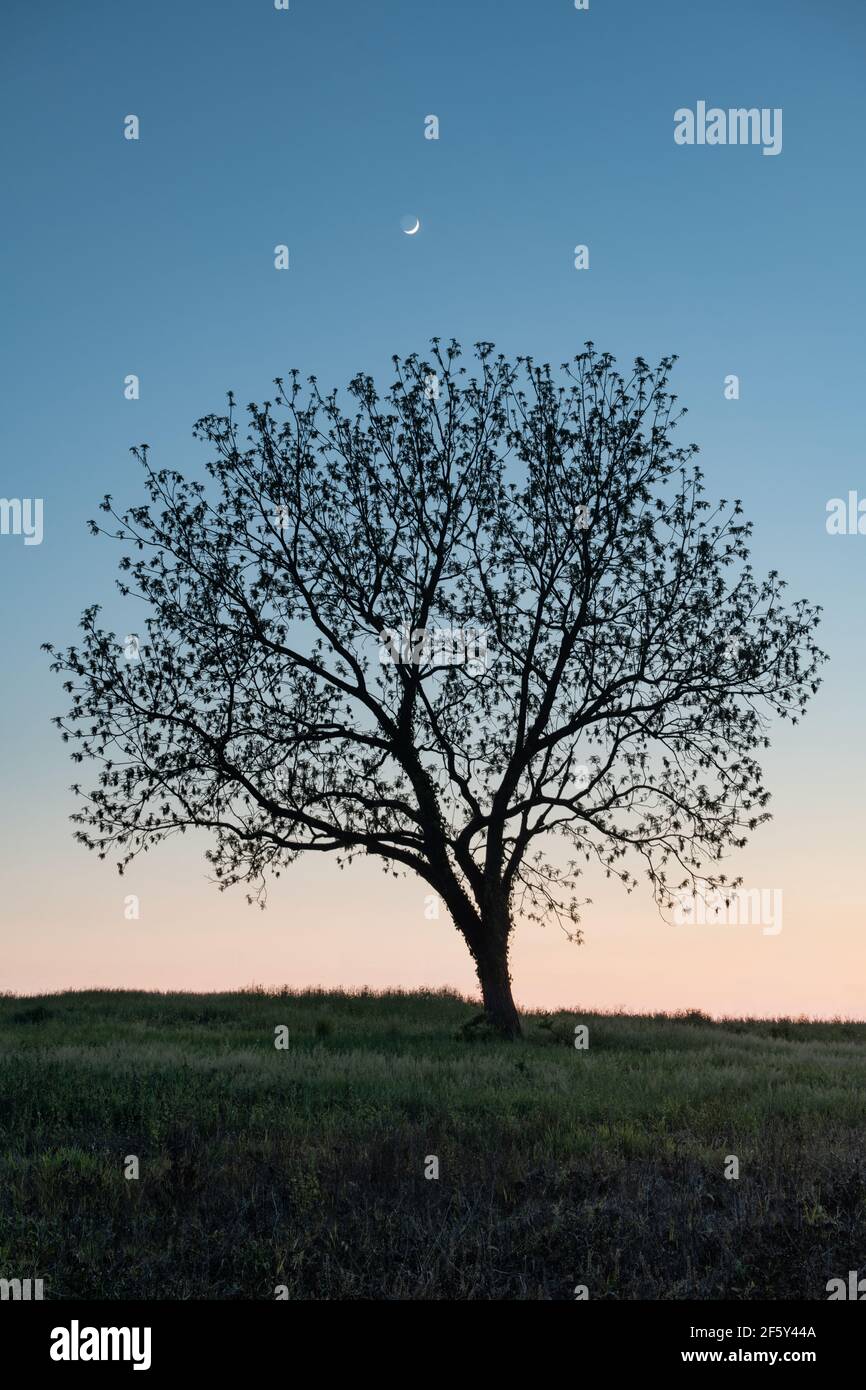 Field crescent moon hi-res stock photography and images - Alamy