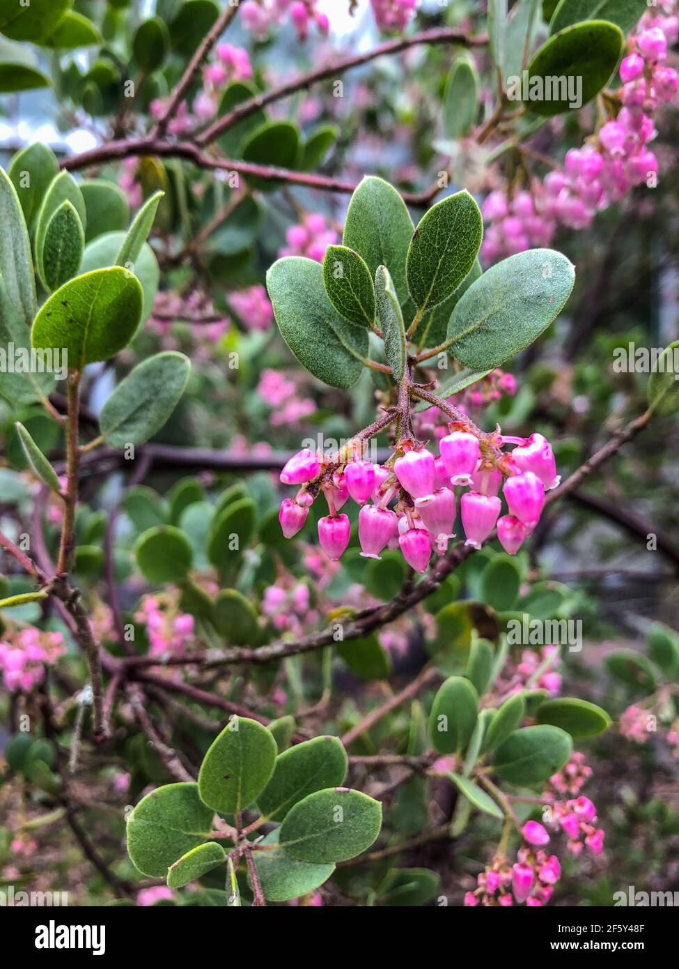 Chaparral plant growth hi-res stock photography and images - Alamy