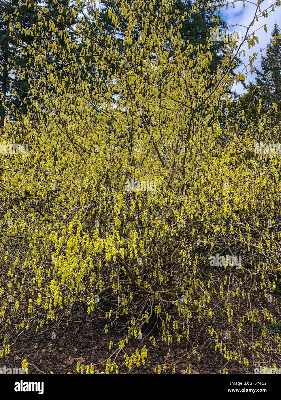 Veitch's winter hazel (Corylopsis veitchiana) is one of the most ...