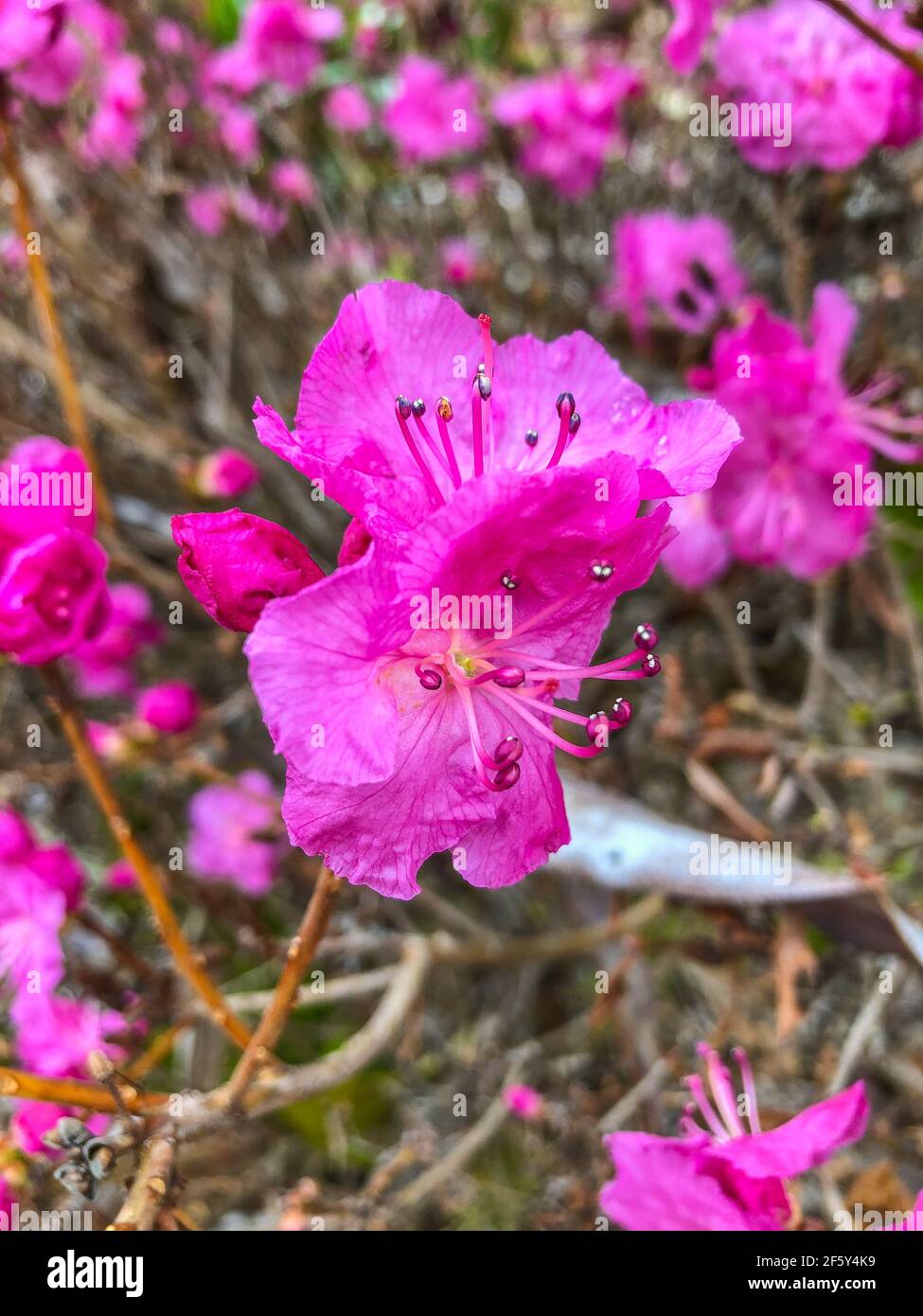 Korean rhododendron (Rhododendron mucronulatum) is a rhododendron ...