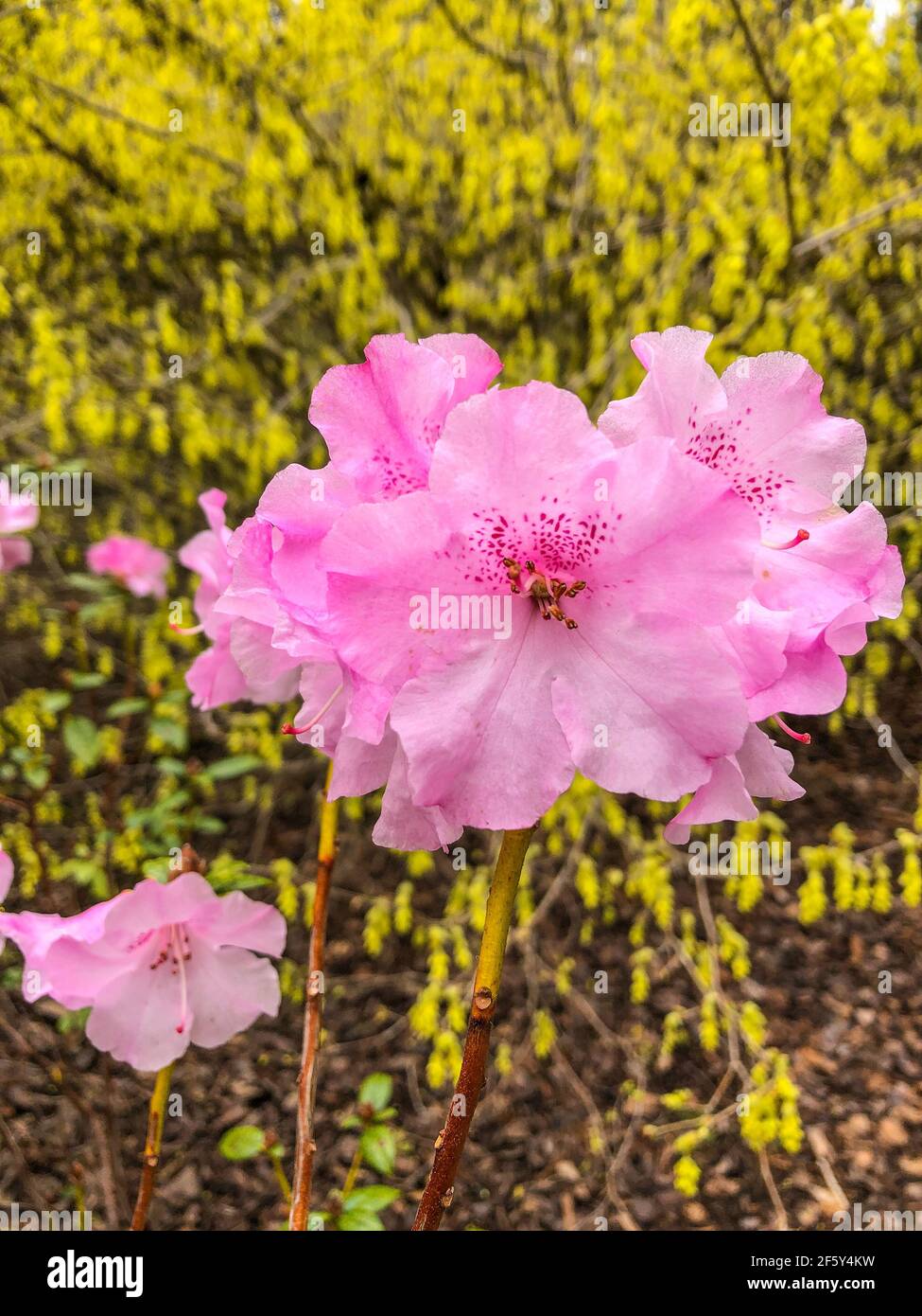 Korean rhododendron (Rhododendron mucronulatum) is a rhododendron ...