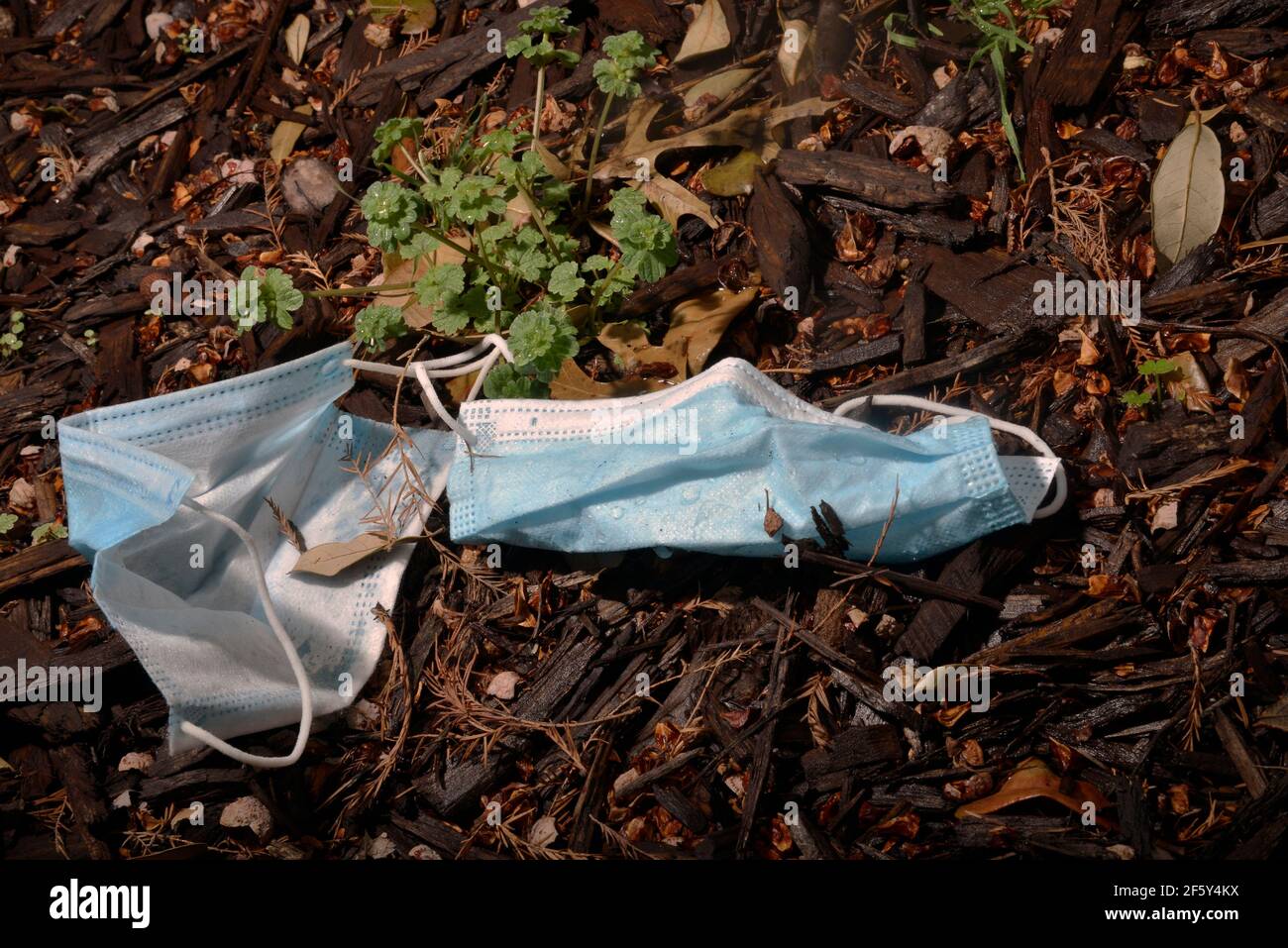 Environmental pollution of the Covid masks being disposed of improperly ...