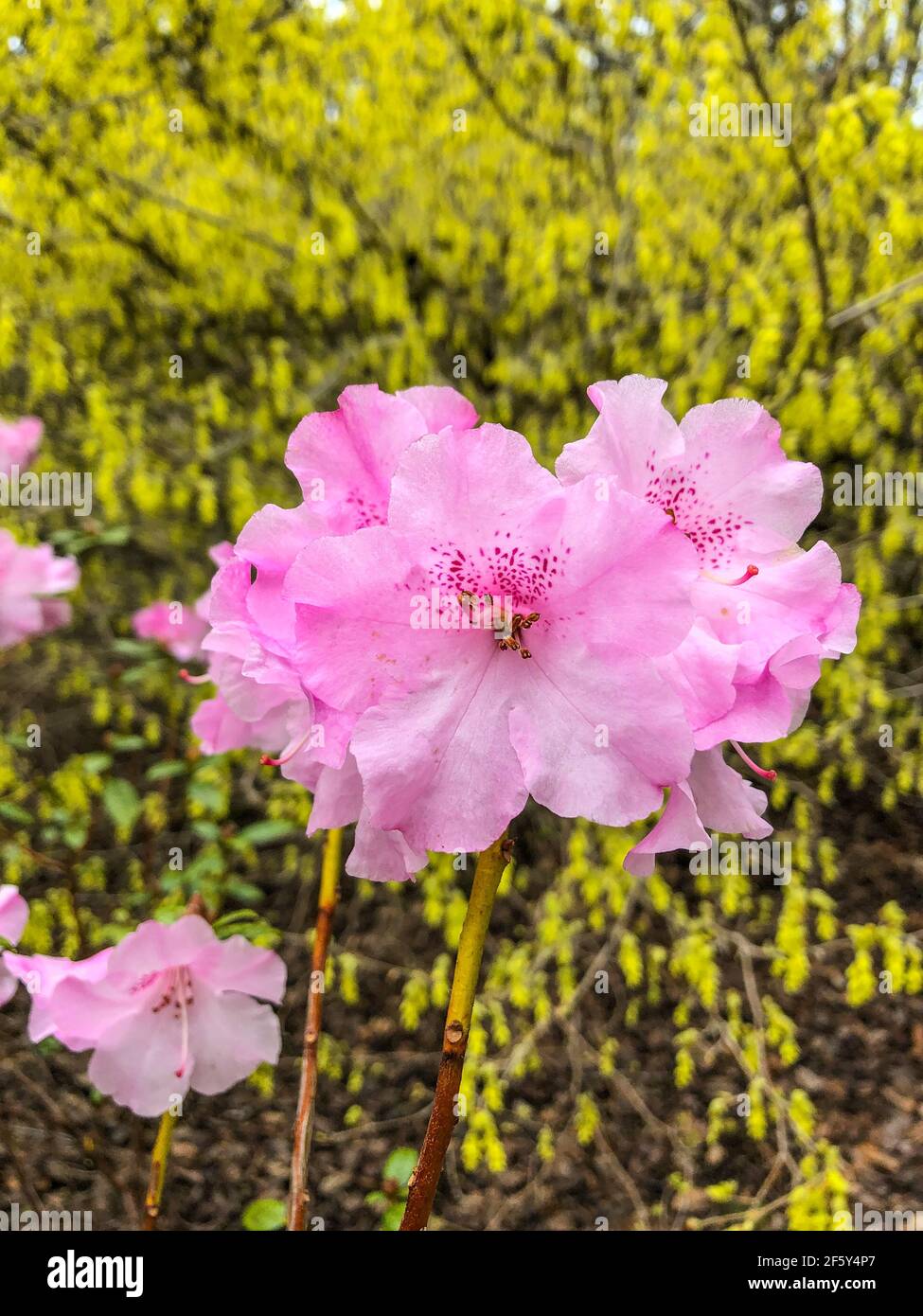 Korean rhododendron (Rhododendron mucronulatum) is a rhododendron ...