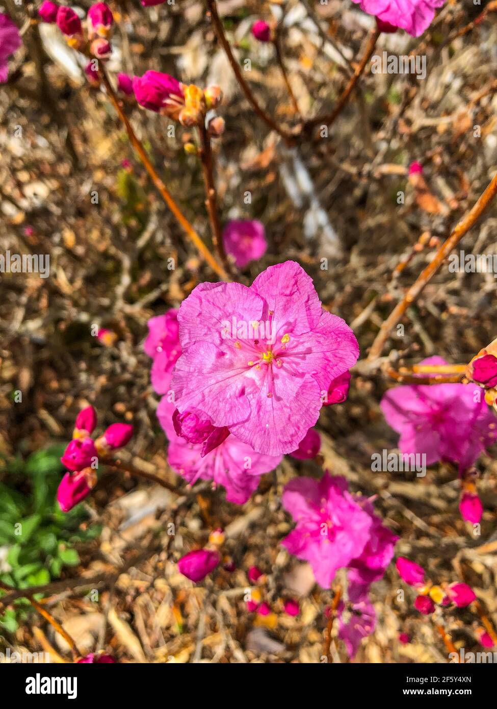 Korean rhododendron (Rhododendron mucronulatum) is a rhododendron ...