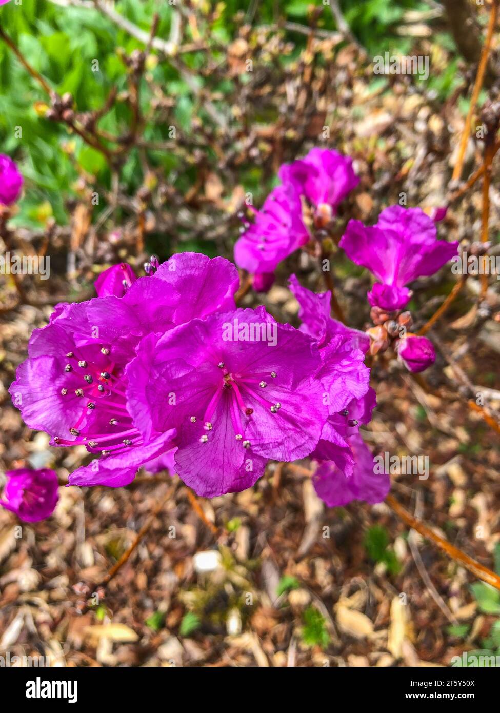 Korean rhododendron (Rhododendron mucronulatum) is a rhododendron ...