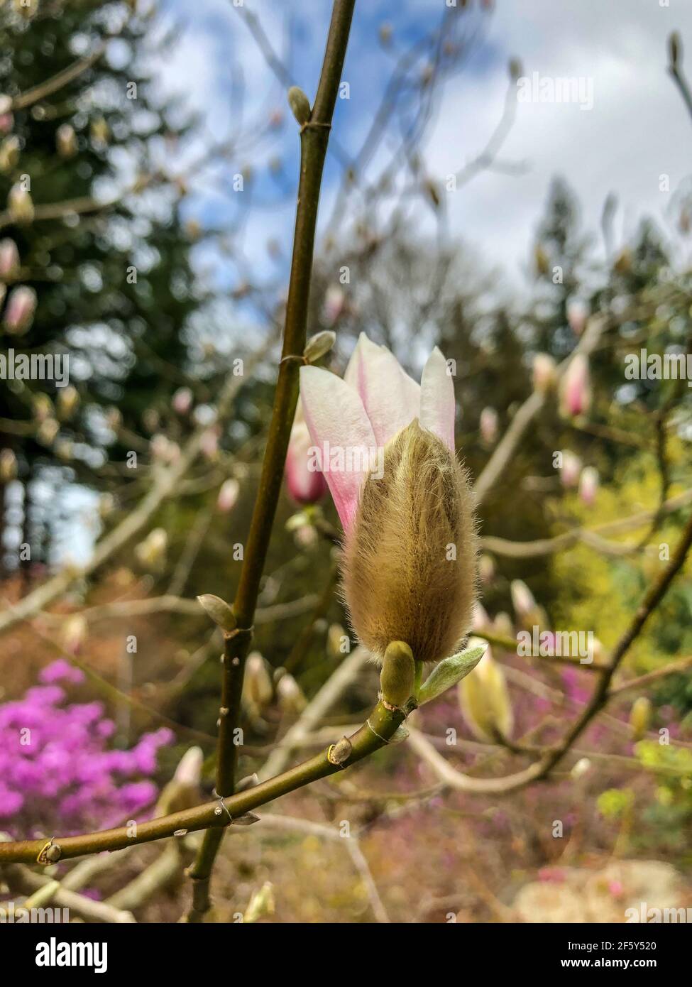 Tianmu magnolia (Magnolia amoena) is a species of plant in the family ...