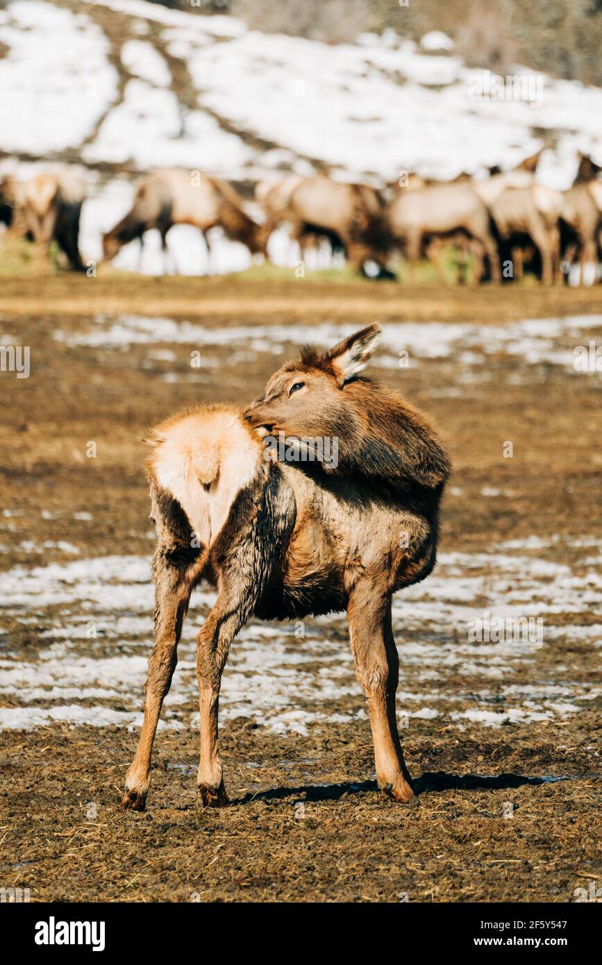 Young elk hi-res stock photography and images - Alamy
