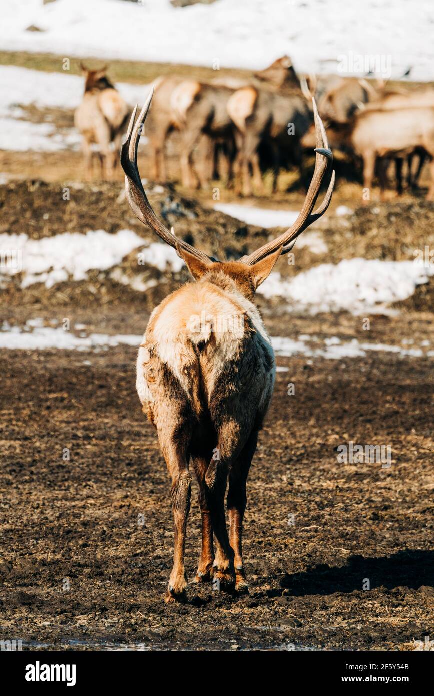 Large antlers elk hi-res stock photography and images - Alamy