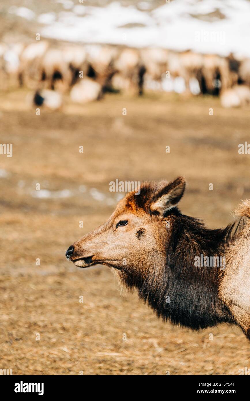 Closeup side view of an elk in a field in Washington State Stock Photo ...