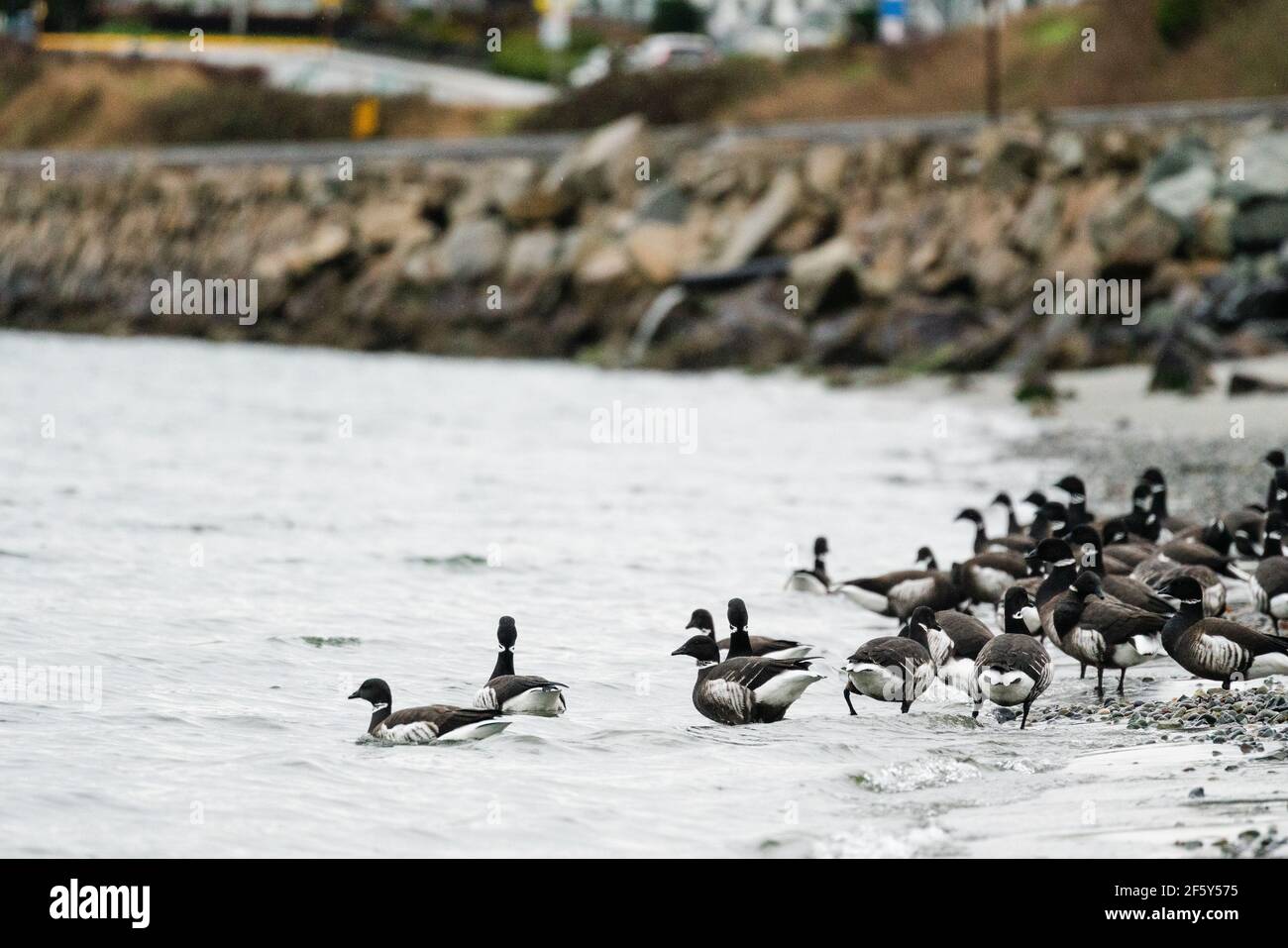 Brant geese hi-res stock photography and images - Alamy