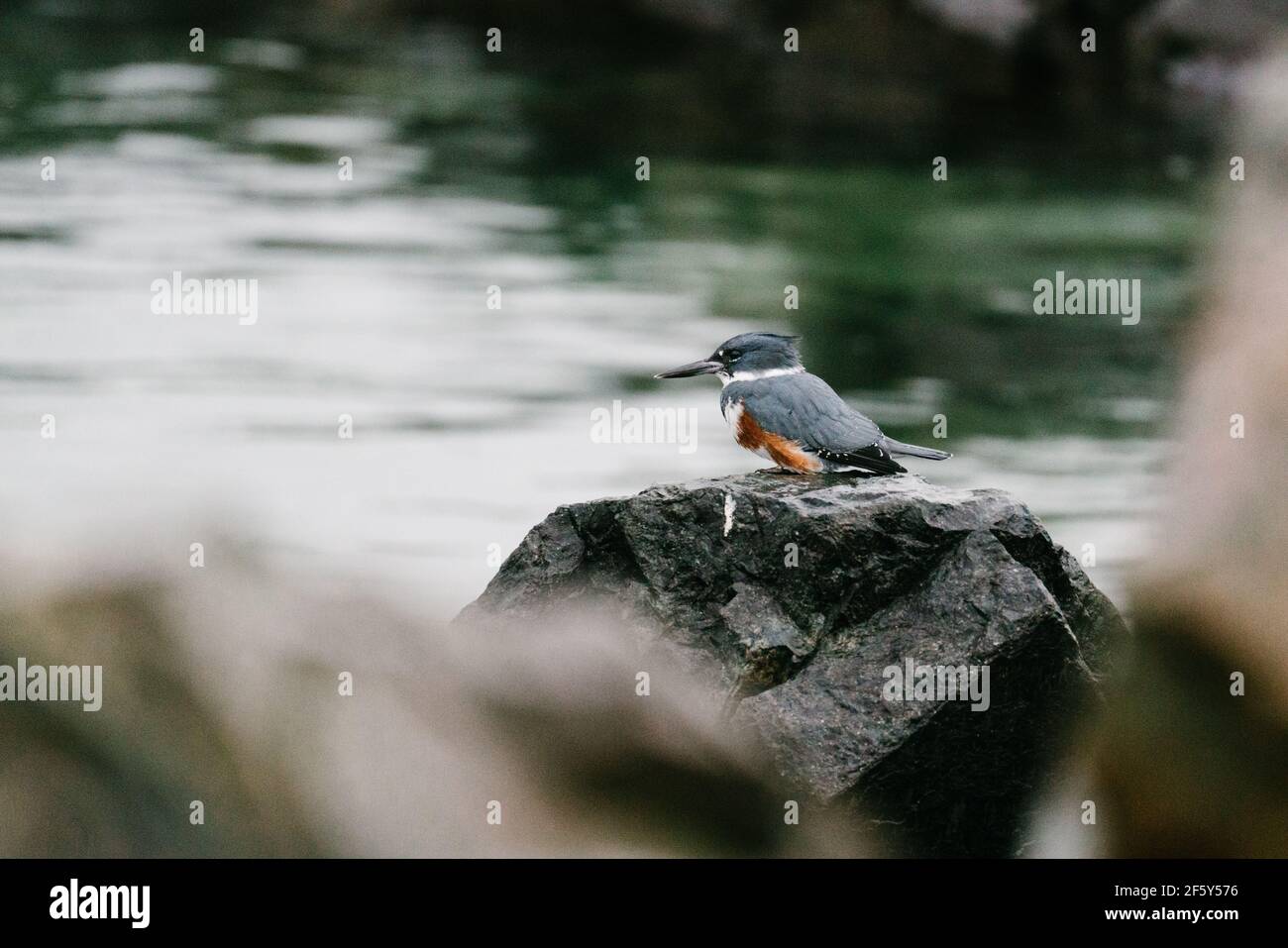 Side view of a Belted Kingfisher bird sitting on a rock jetty Stock ...
