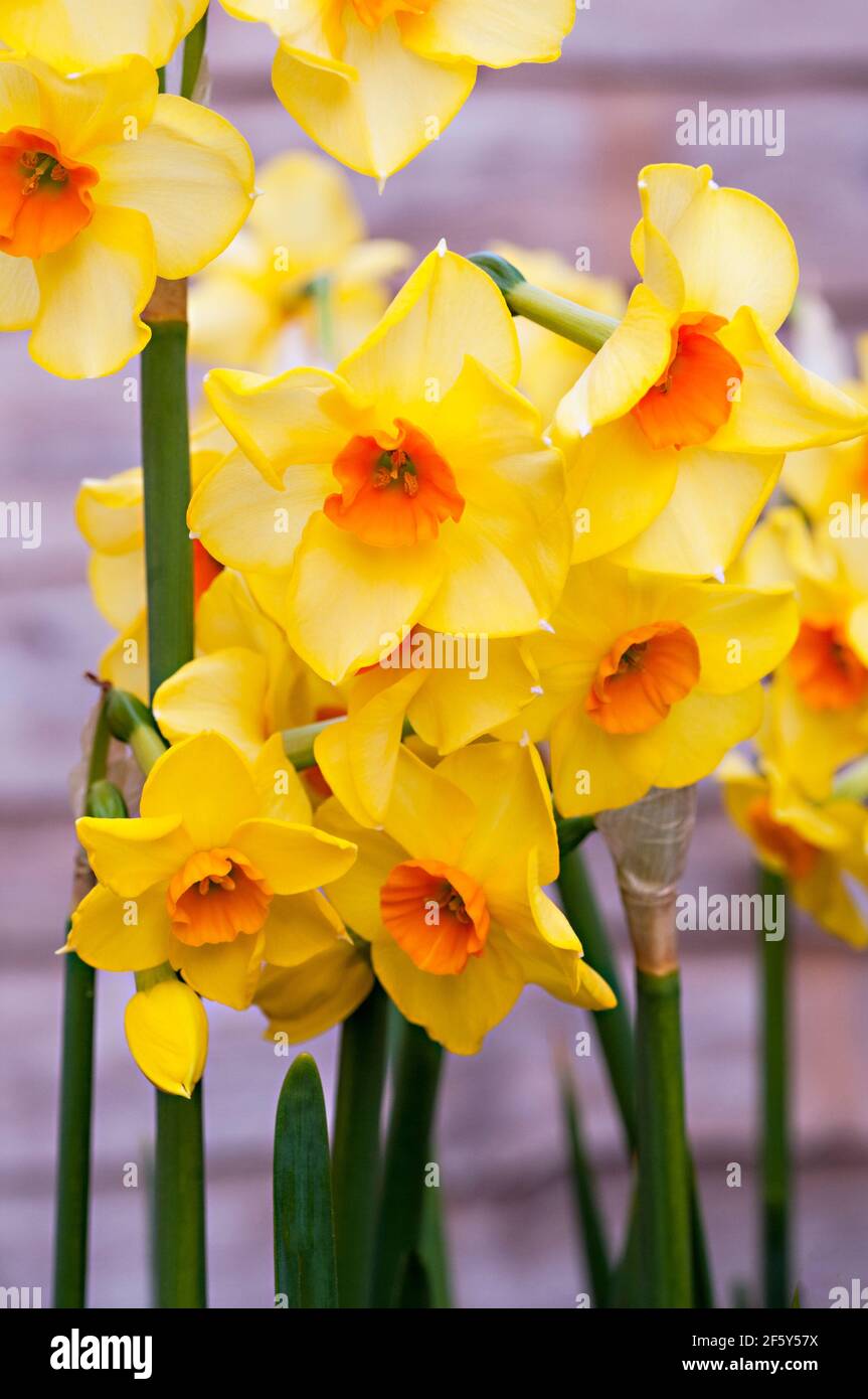 Spring Bulb Flowers In A Border High Resolution Stock Photography and ...
