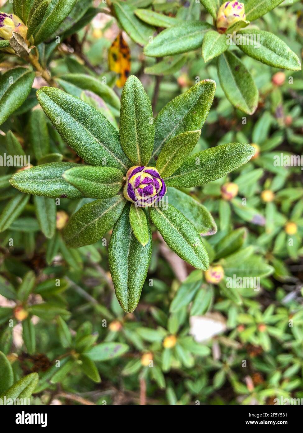 Rhododendron ‘Chiffchaff’ hybrid is compact little plant with small ...